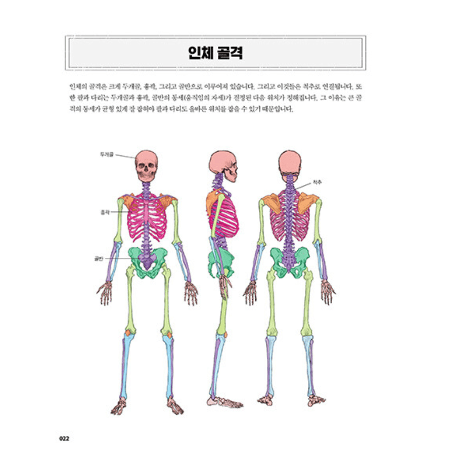 Natural Human Body Drawing - Now In Seoul